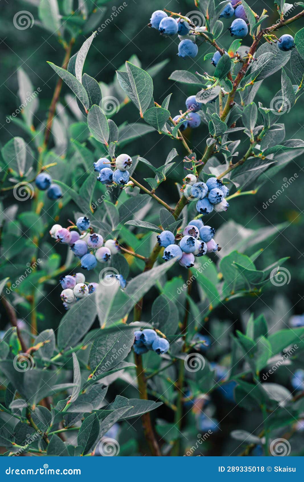 Fresh Organic Blueberry in the Garden Stock Photo - Image of leaf ...