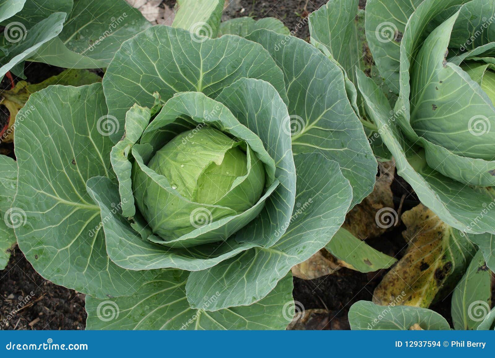 Fresh organic cabbage stock photo. Image of slaw, plant - 12937594