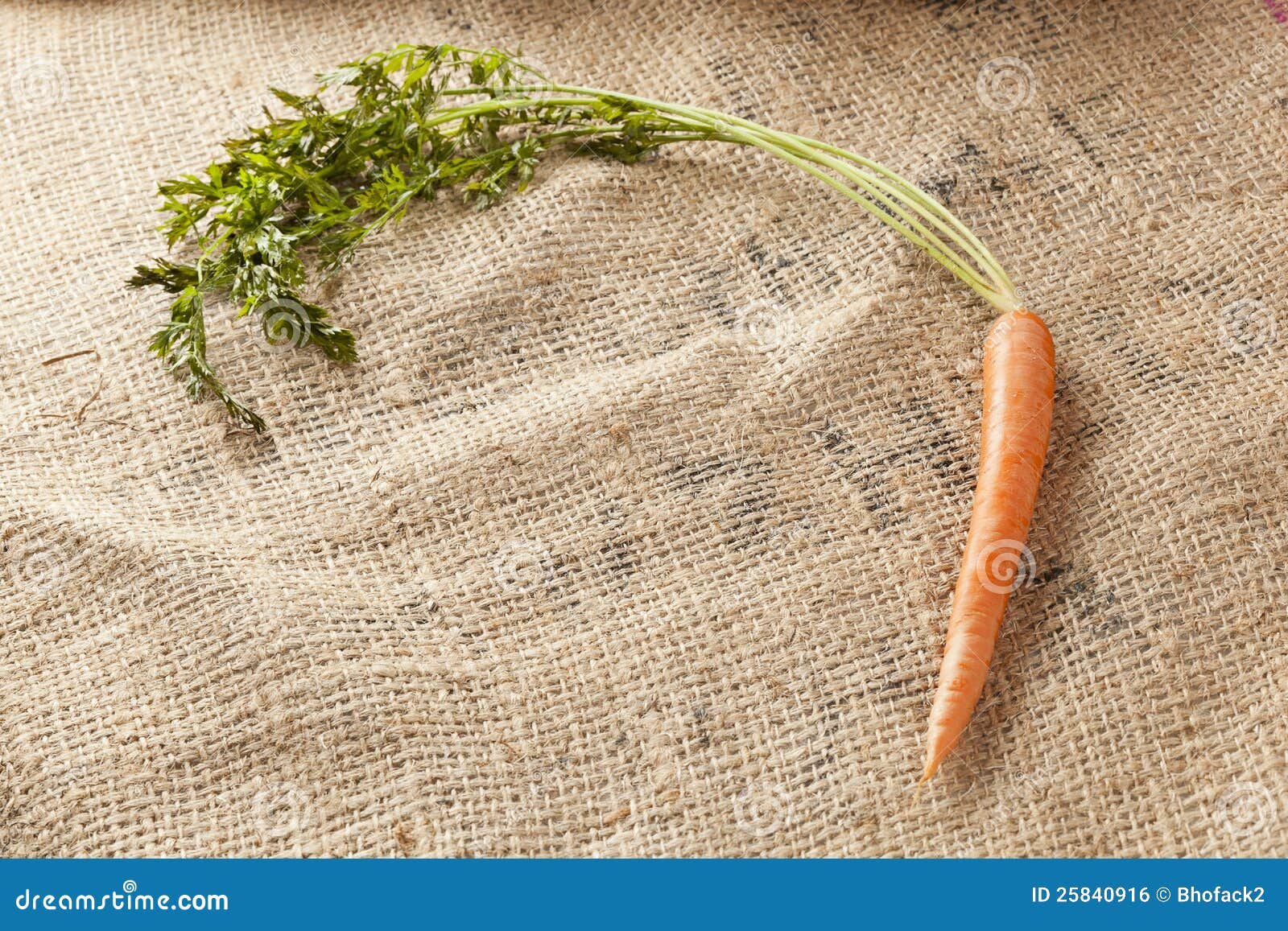 Fresh Organic Carrots stock photo. Image of ripe, natural - 25840916