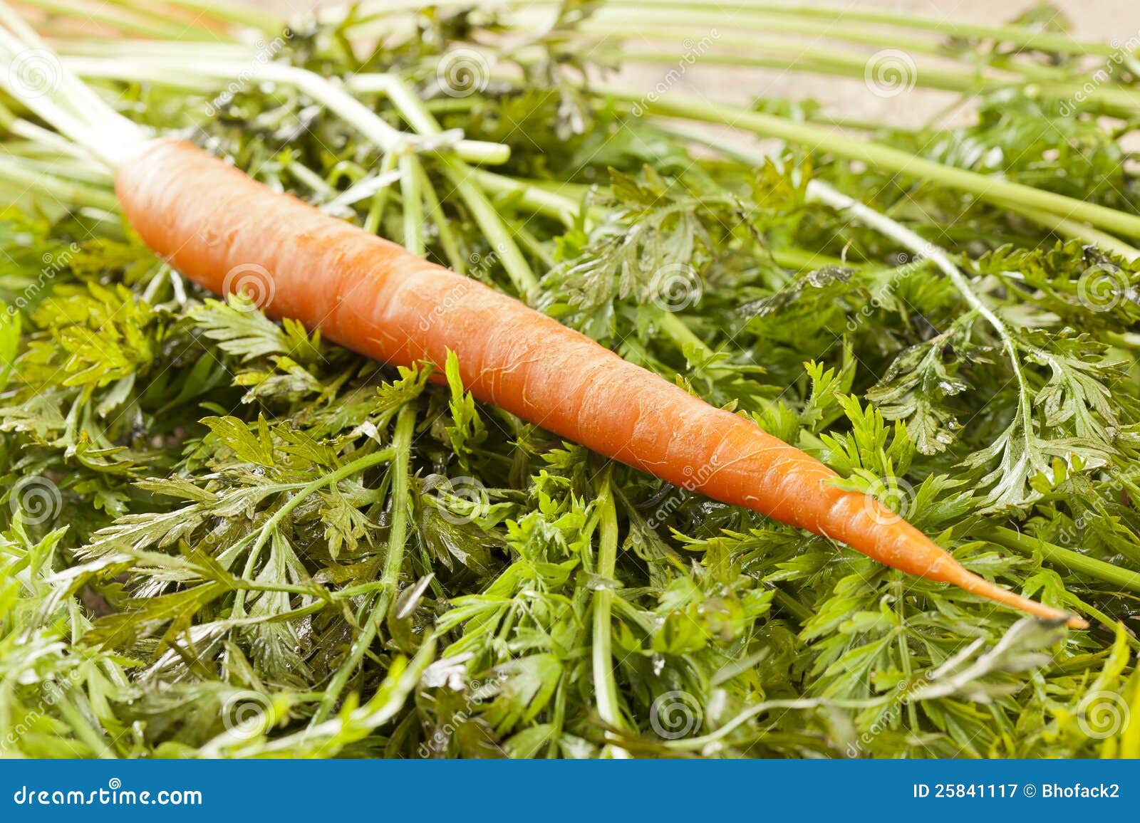 Fresh Organic Carrots stock image. Image of diet, bunch - 25841117