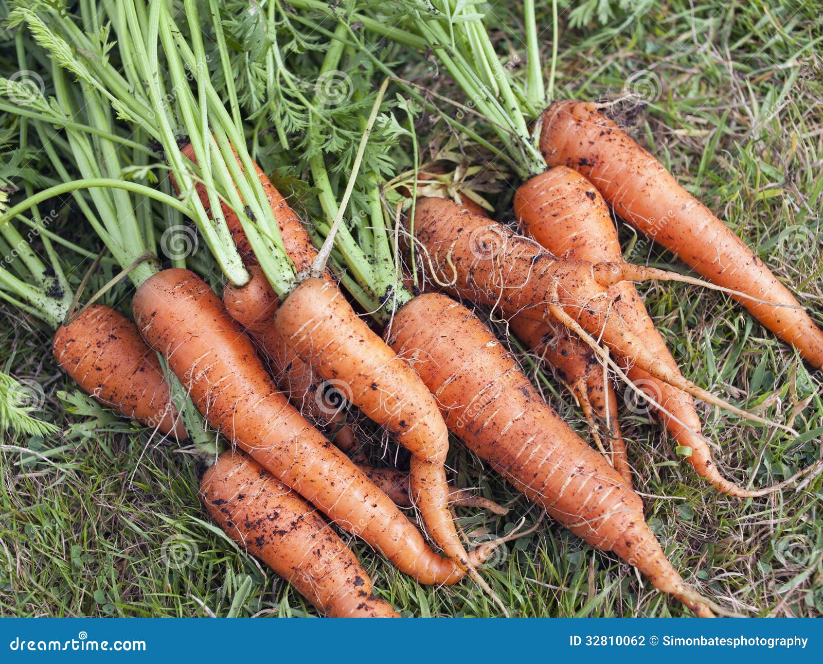 Fresh organic carrots stock photo. Image of crunchy, vitamins - 32810062
