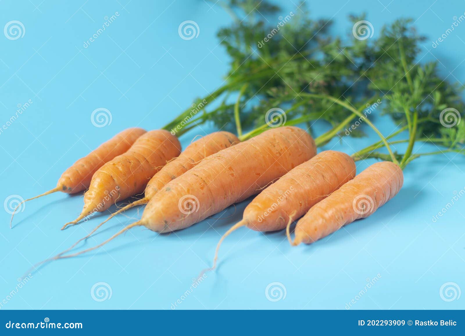 Fresh, Organic Carrots on Light Blue Background Stock Image - Image of ...