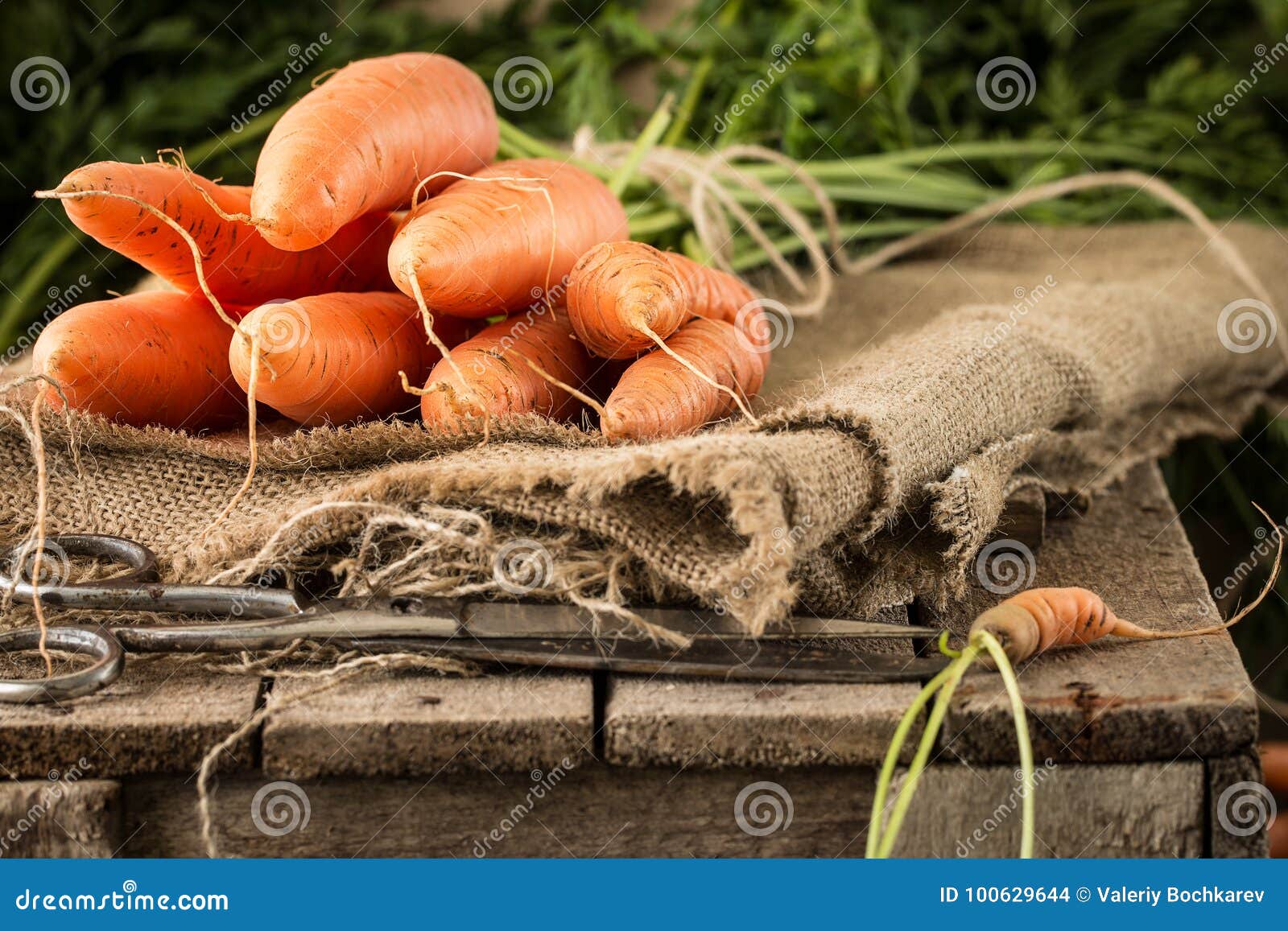 Fresh Organic Carrots on Rustic Table. Stock Photo - Image of produce ...