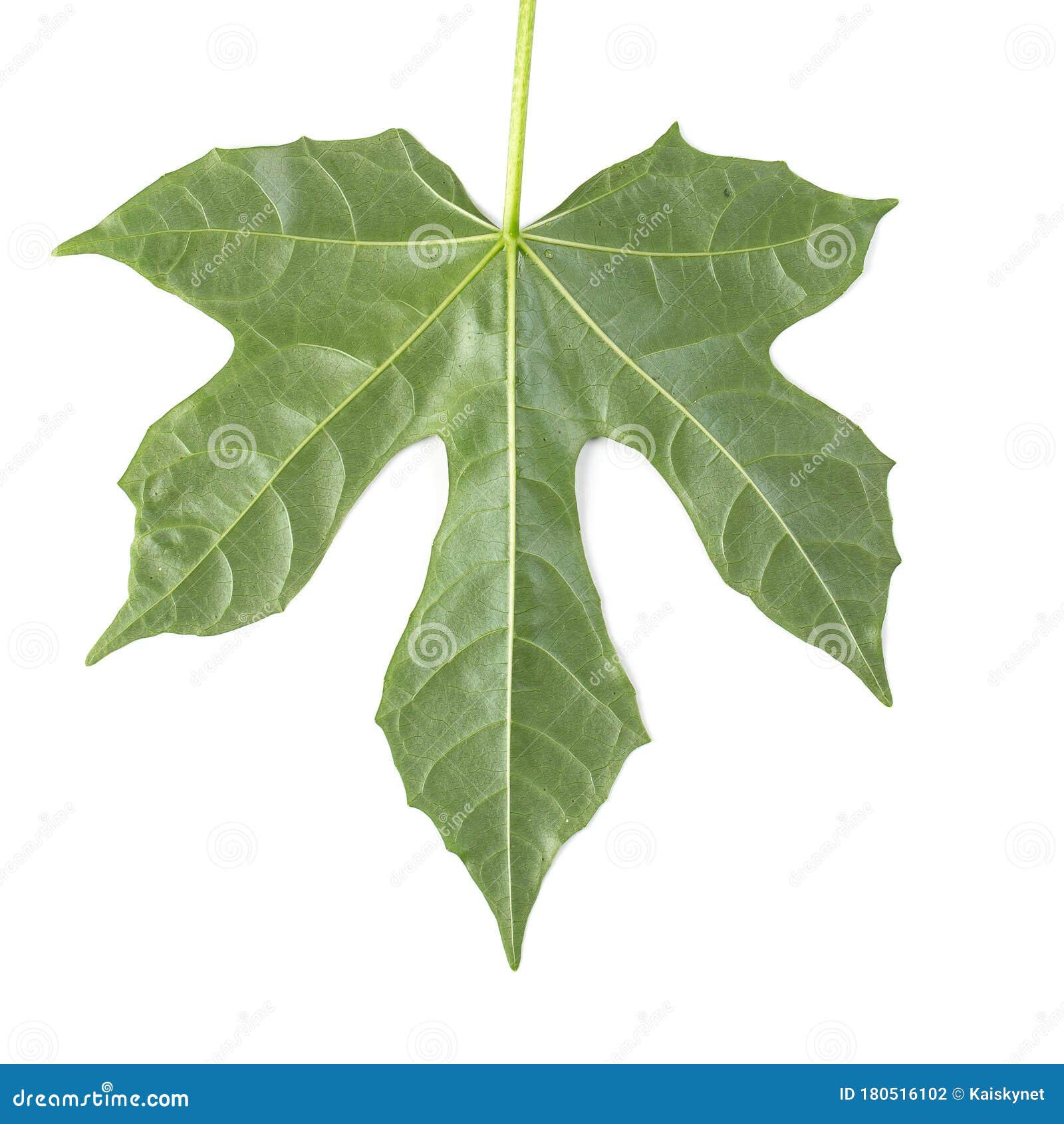 Fresh Organic Chaya Leaves Isolated on White Background Stock Photo ...