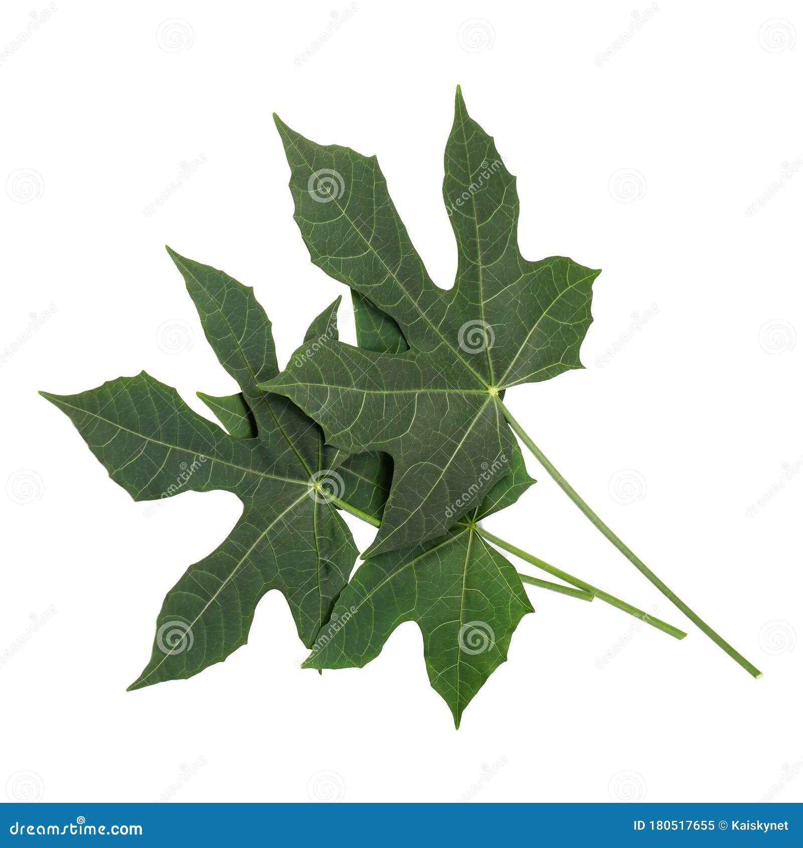 Fresh Organic Chaya Leaves Isolated on White Background Stock Image ...