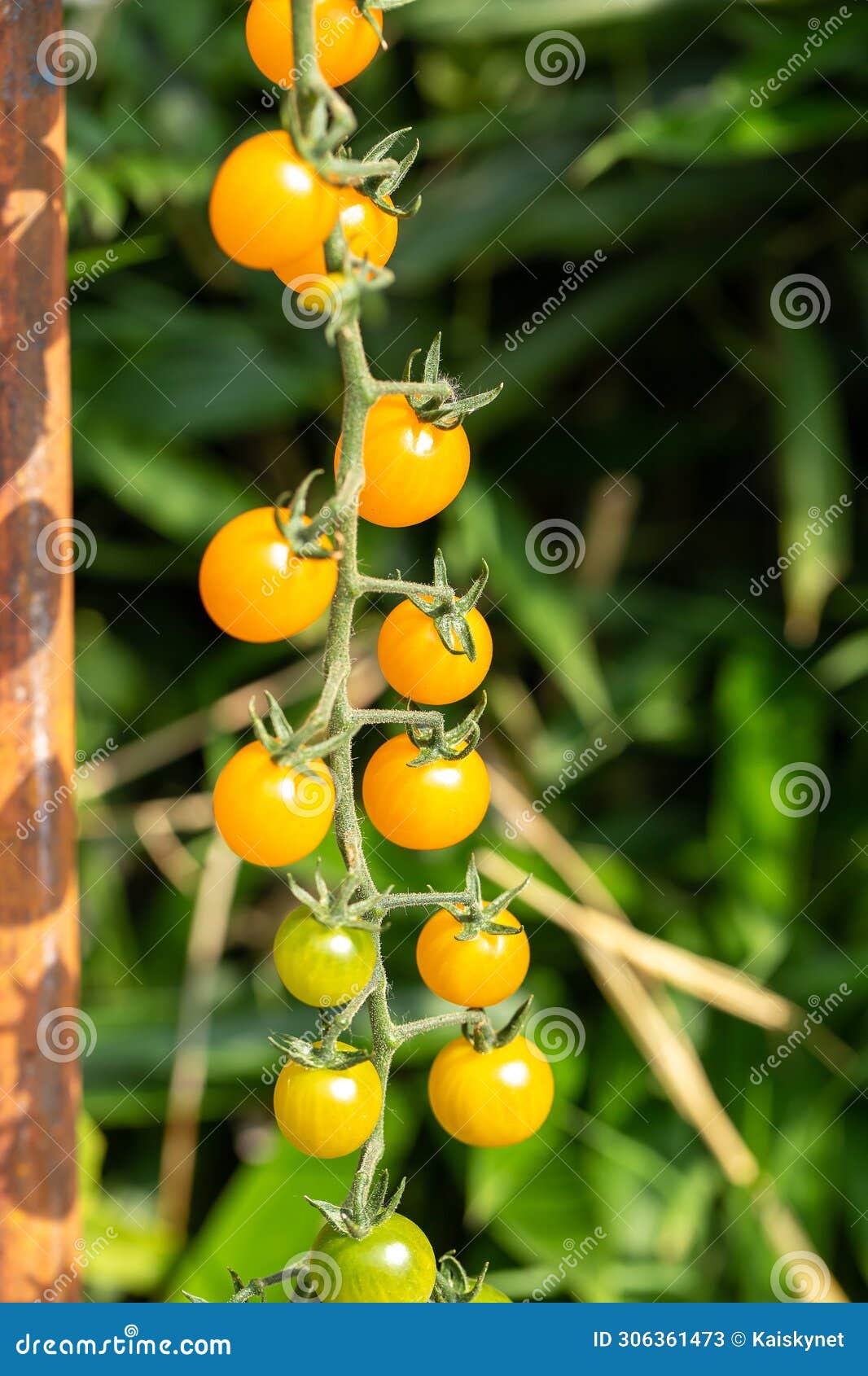 Fresh Organic Cherry Tomatoes on Tree in the Garden Stock Image - Image of garden, nature: 306361473