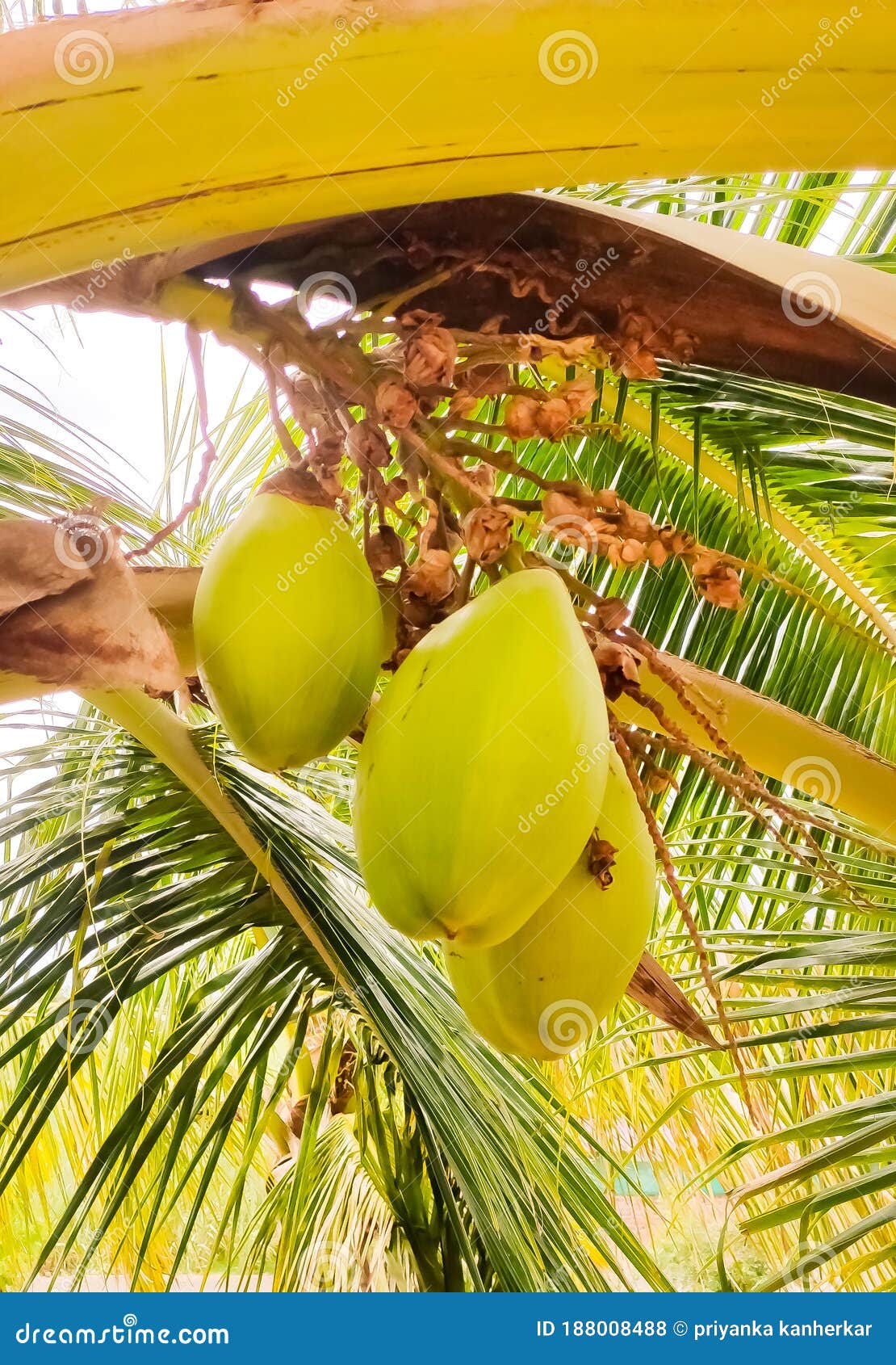 A Fresh Organic Coconut Tree Stock Photo - Image of food, coconut ...
