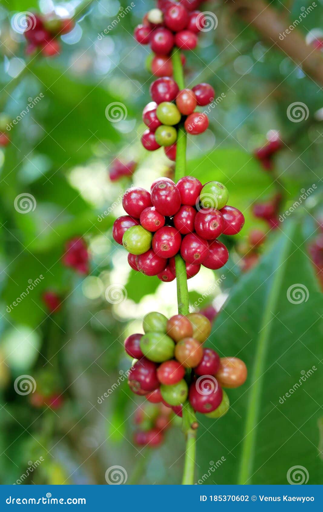 Fresh Organic Coffee Berries Cherries with Branch Over Coffee Tree ...