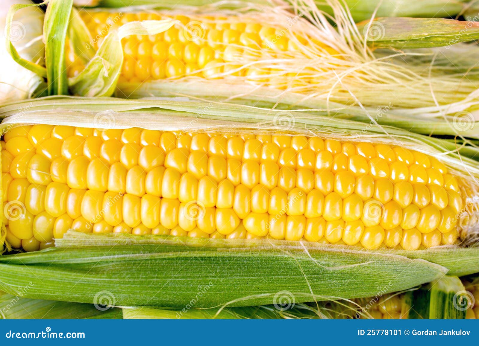 Fresh organic corn stock image. Image of green, meal - 25778101