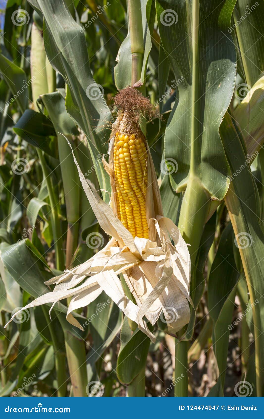 Fresh Corn Field Agriculture Stock Image - Image of corn, agriculture ...