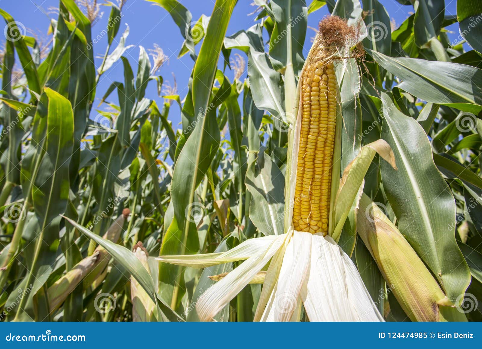 Fresh Corn Field Agriculture Stock Image - Image of outdoors, space ...