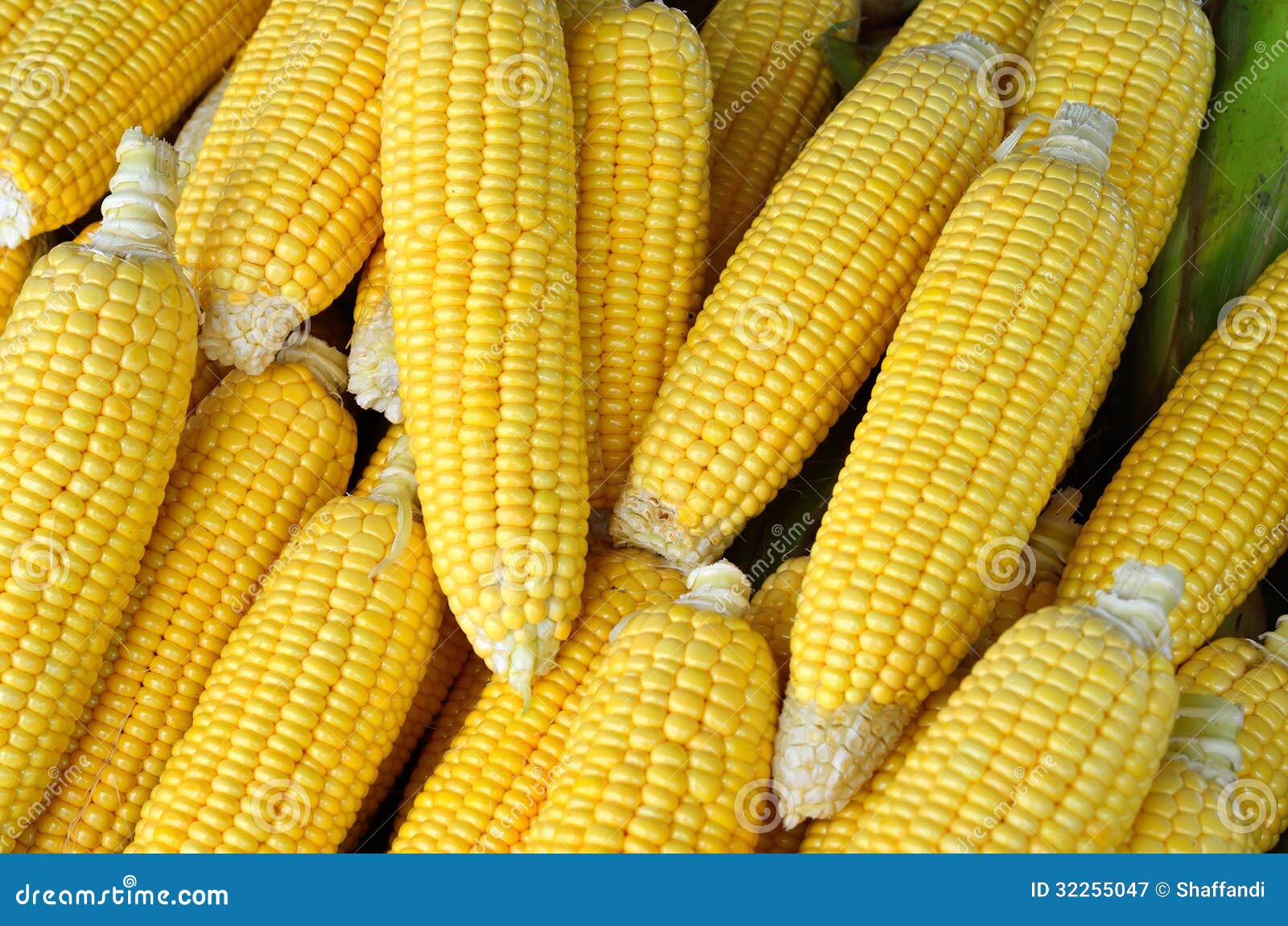 Organic Corn Drying On Rafters Of Barn Outbuilding In Rural North ...