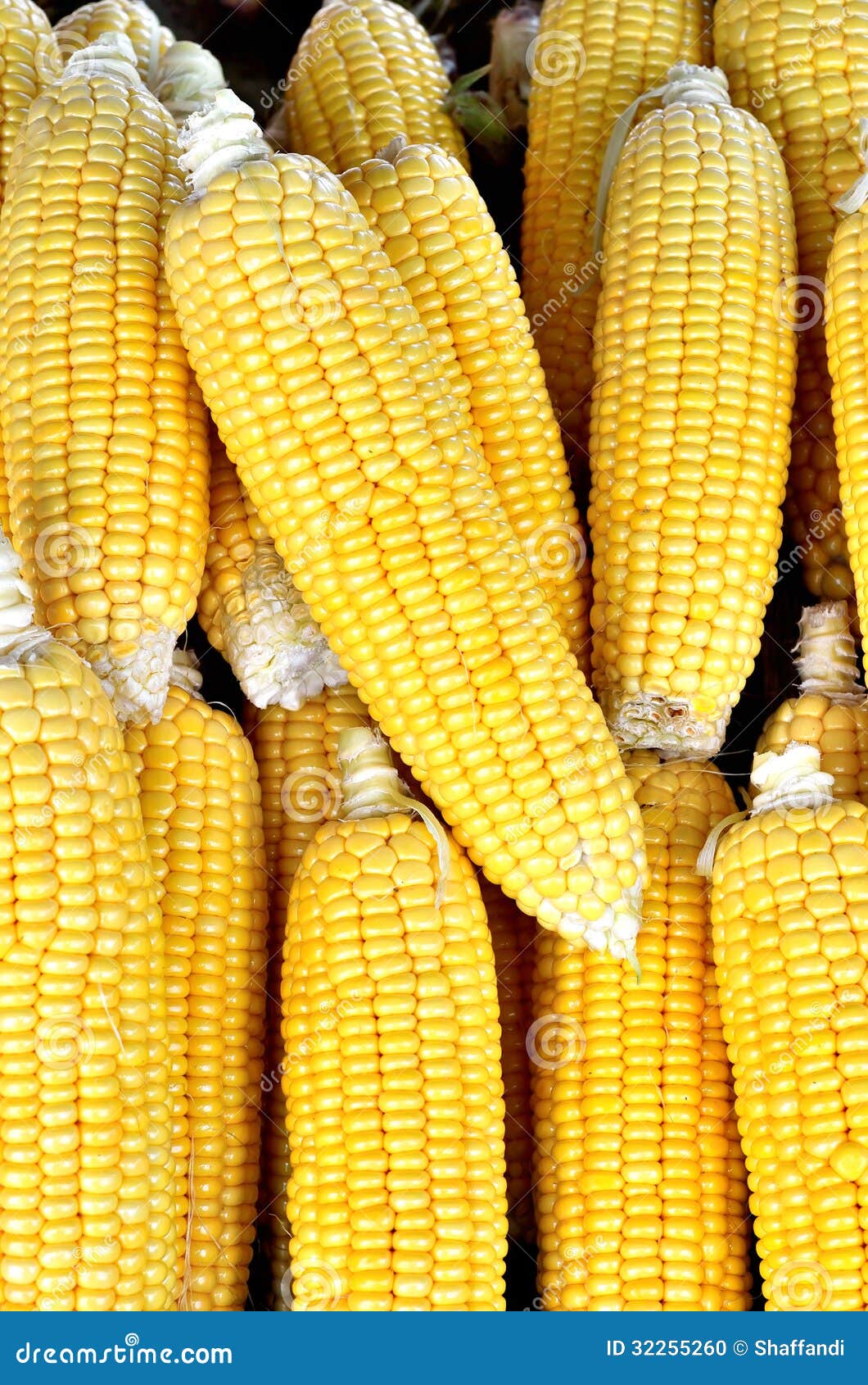 Fresh organic corn stock photo. Image of natural, diet - 32255260