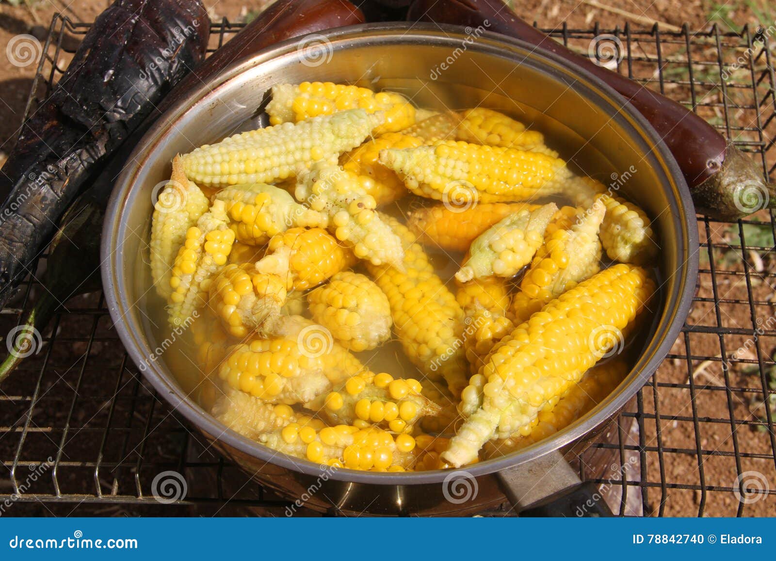 Fresh organic corn in pan stock photo. Image of natural - 78842740