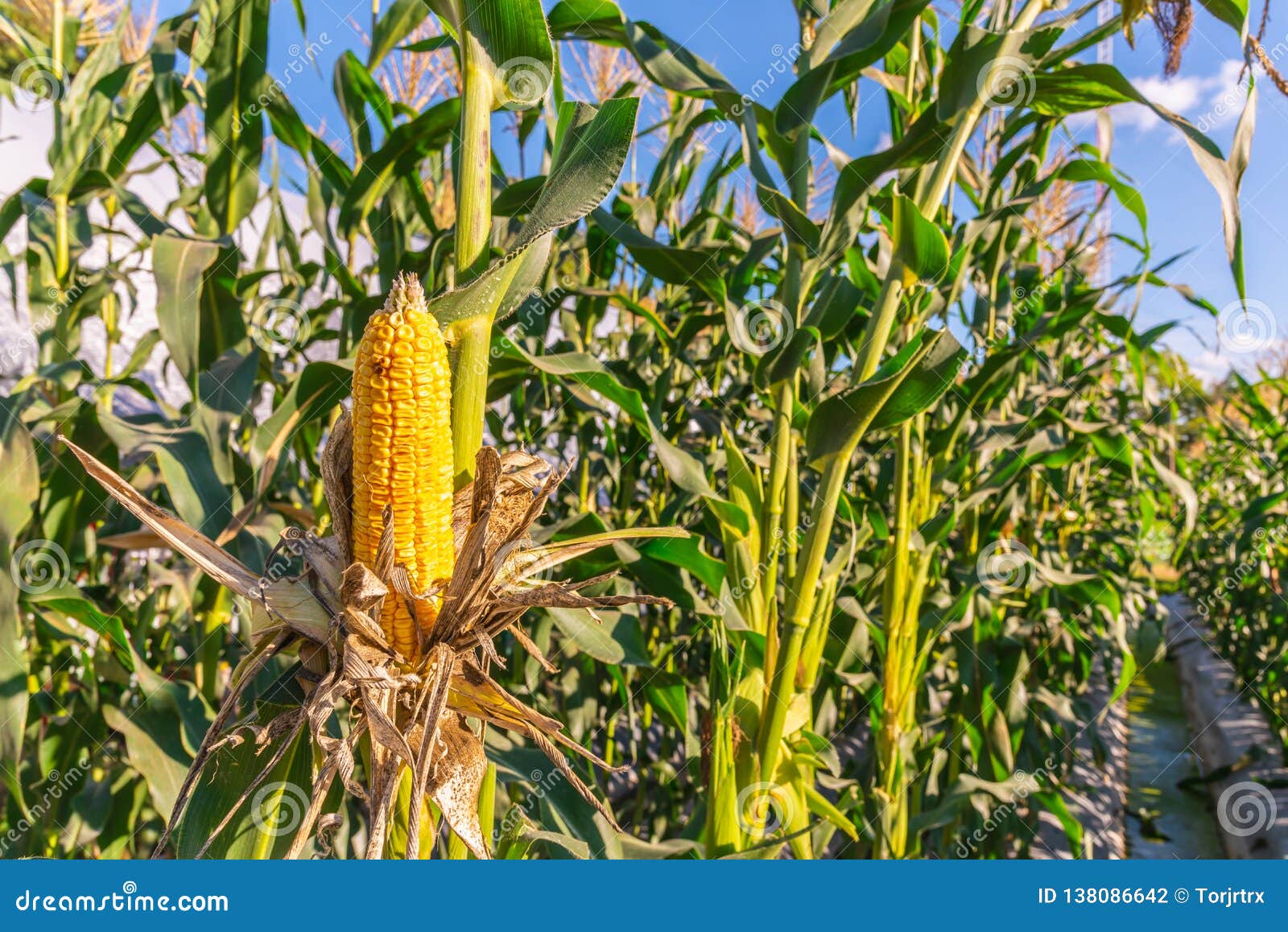 Fresh Organic Corn and Corn Tree in Corn Field Stock Photo - Image of ...