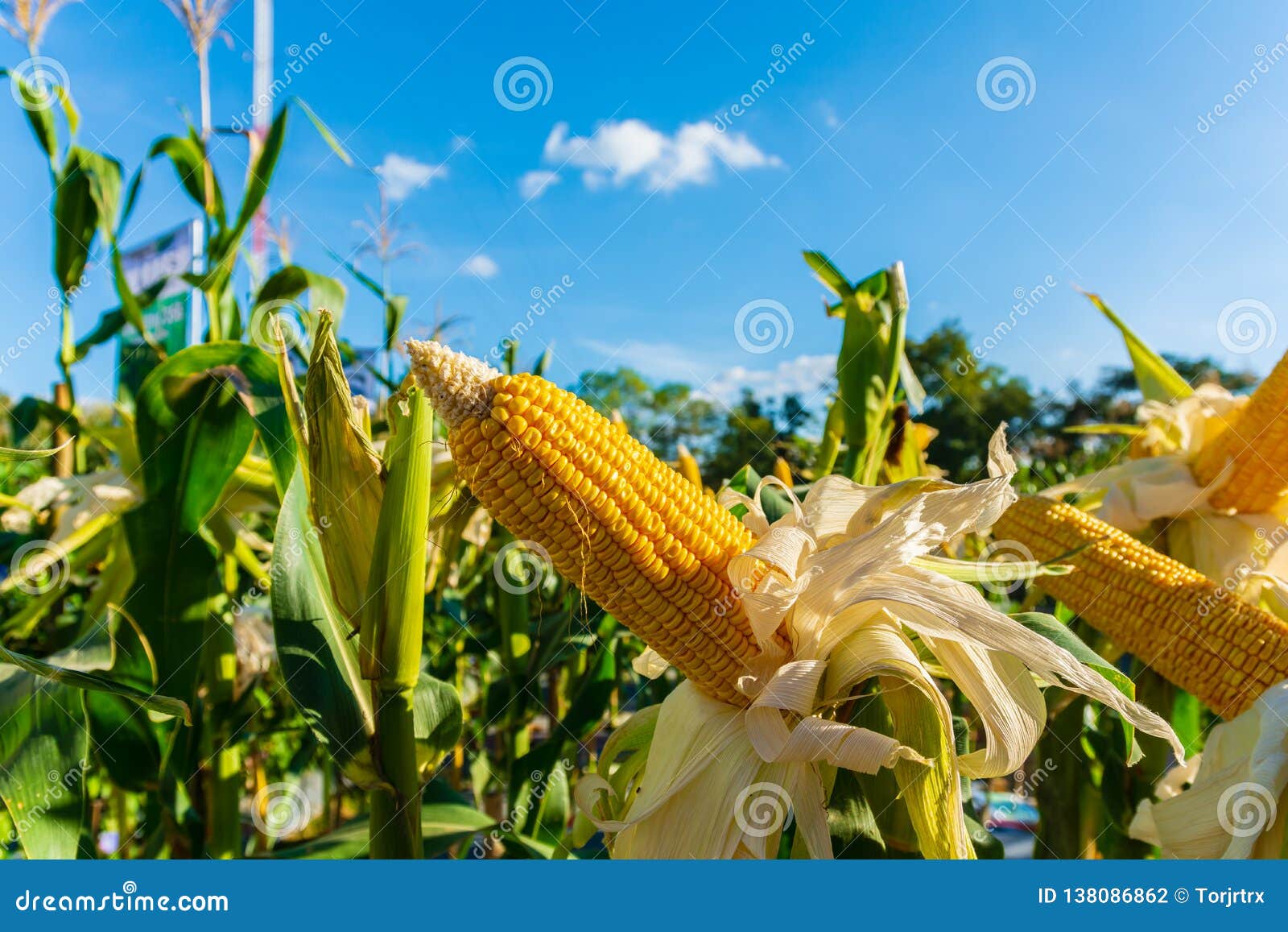 Fresh Organic Corn and Corn Tree in Corn Field Stock Photo - Image of ...