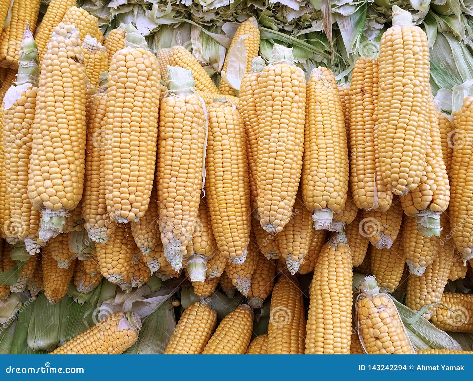 Fresh organic corns stock photo. Image of cereal, corns - 143242294