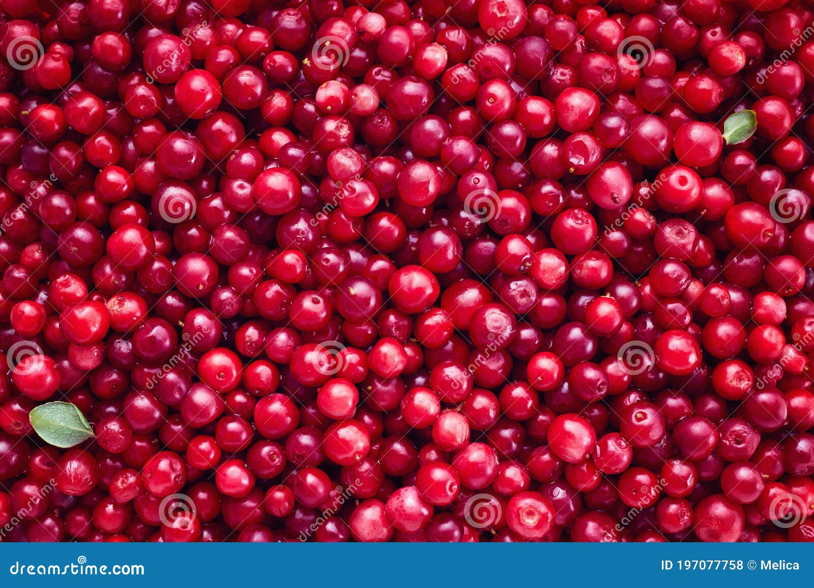 Fresh Organic Cranberries Background Stock Photo - Image of berry ...