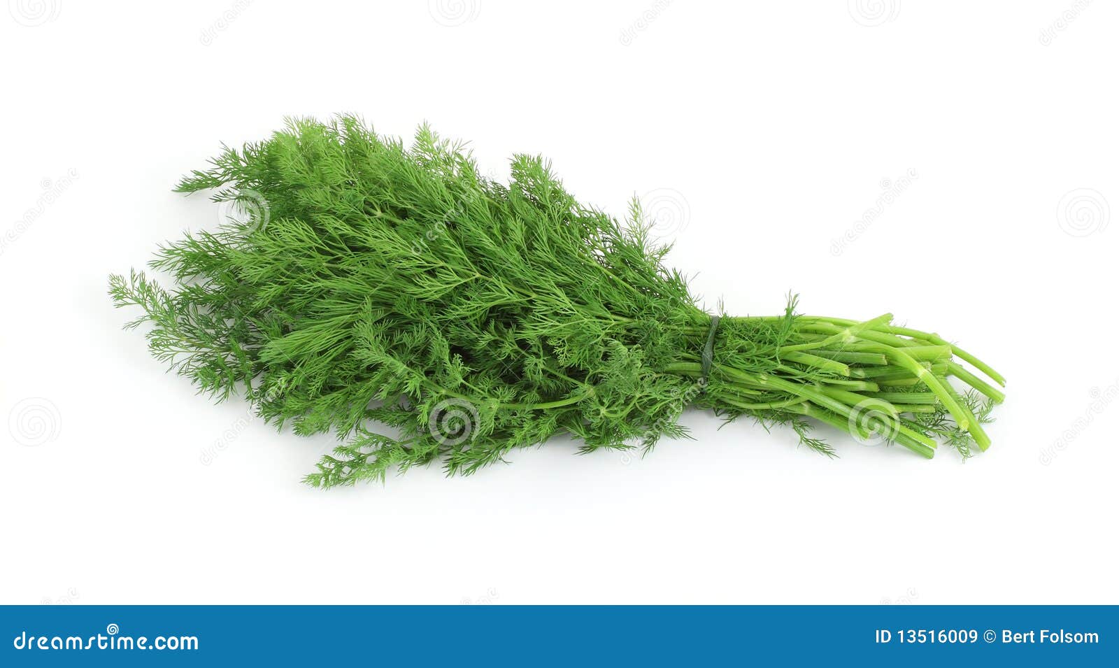 Fresh organic dill herb stock image. Image of plant, ingredient - 13516009