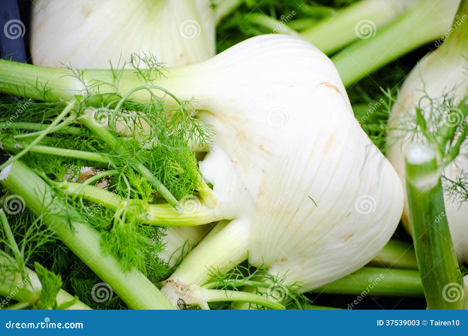 Fresh organic fennel stock image. Image of freshness - 37539003
