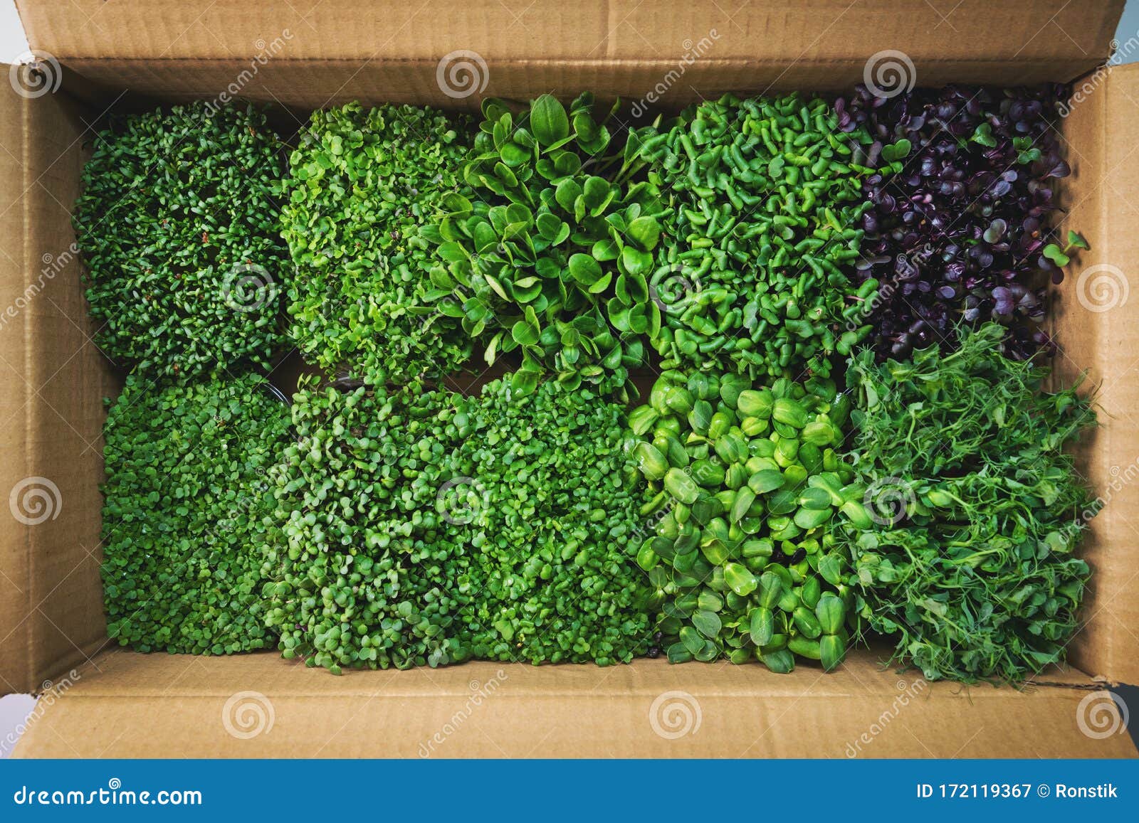 Fresh Organic Food - Microgreens in Cardboard Box Stock Image - Image ...