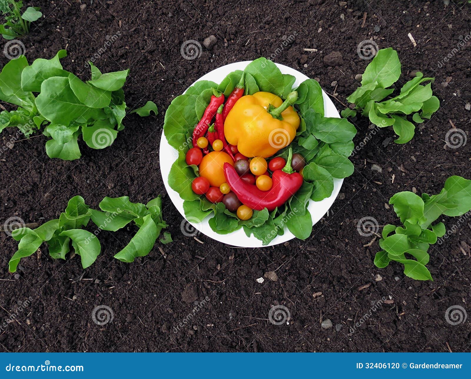 Fresh Organic Garden Vegetables Stock Photo - Image of leafy, tomatoes ...
