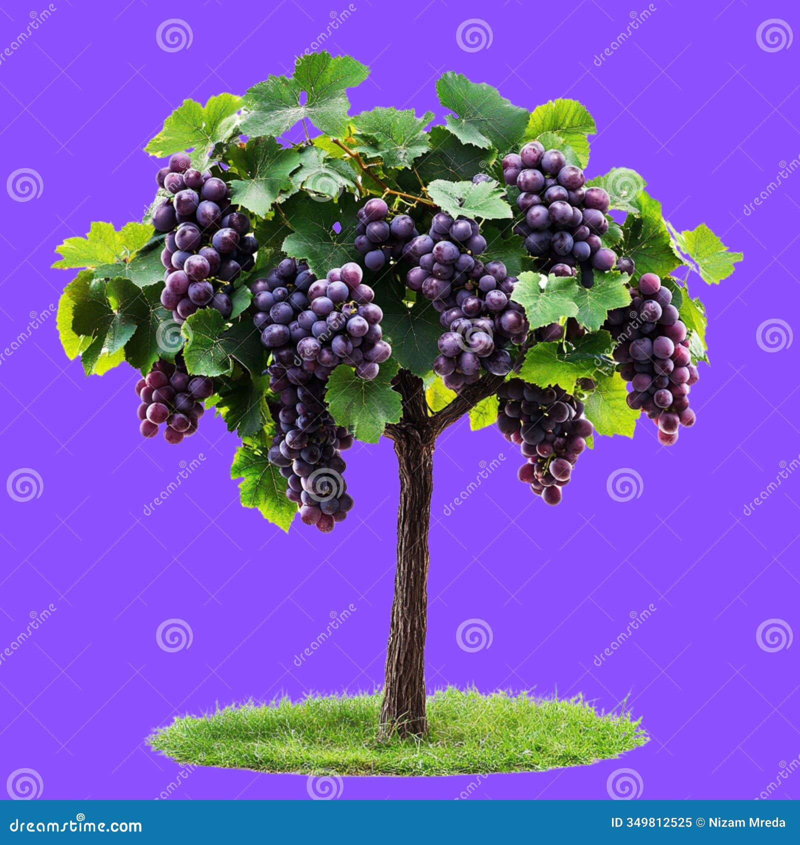 Fresh Organic Grape Tree with Grass Isolated on a Transparent ...
