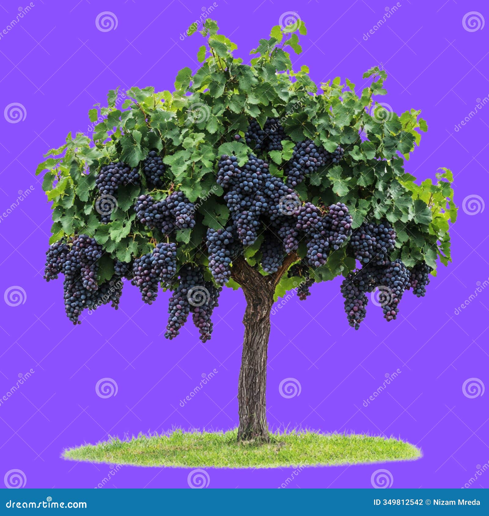 Fresh Organic Grape Tree with Grass Isolated on a Transparent ...