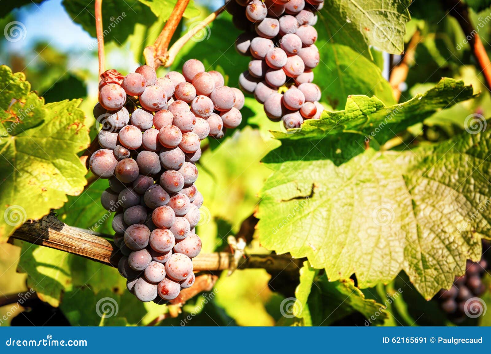 Fresh Organic Grape on Vine Branch Stock Image - Image of bunch, fruit ...