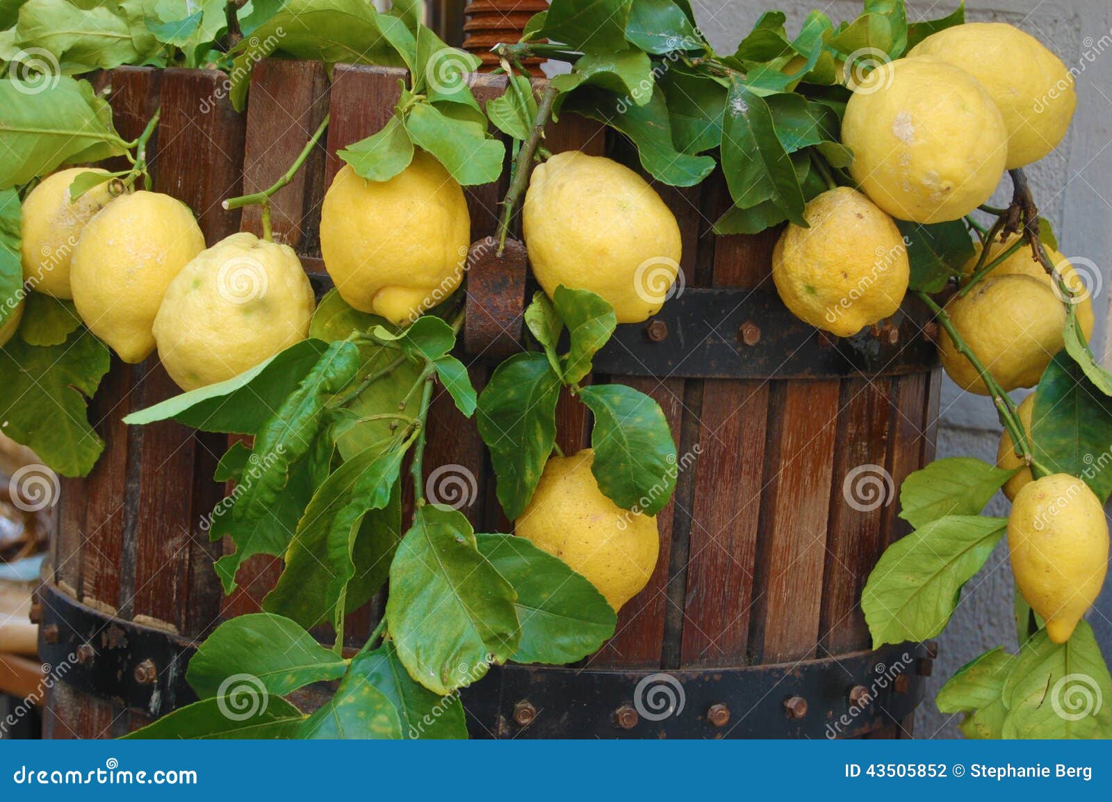 Fresh Organic Lemons stock photo. Image of wooden, eating - 43505852