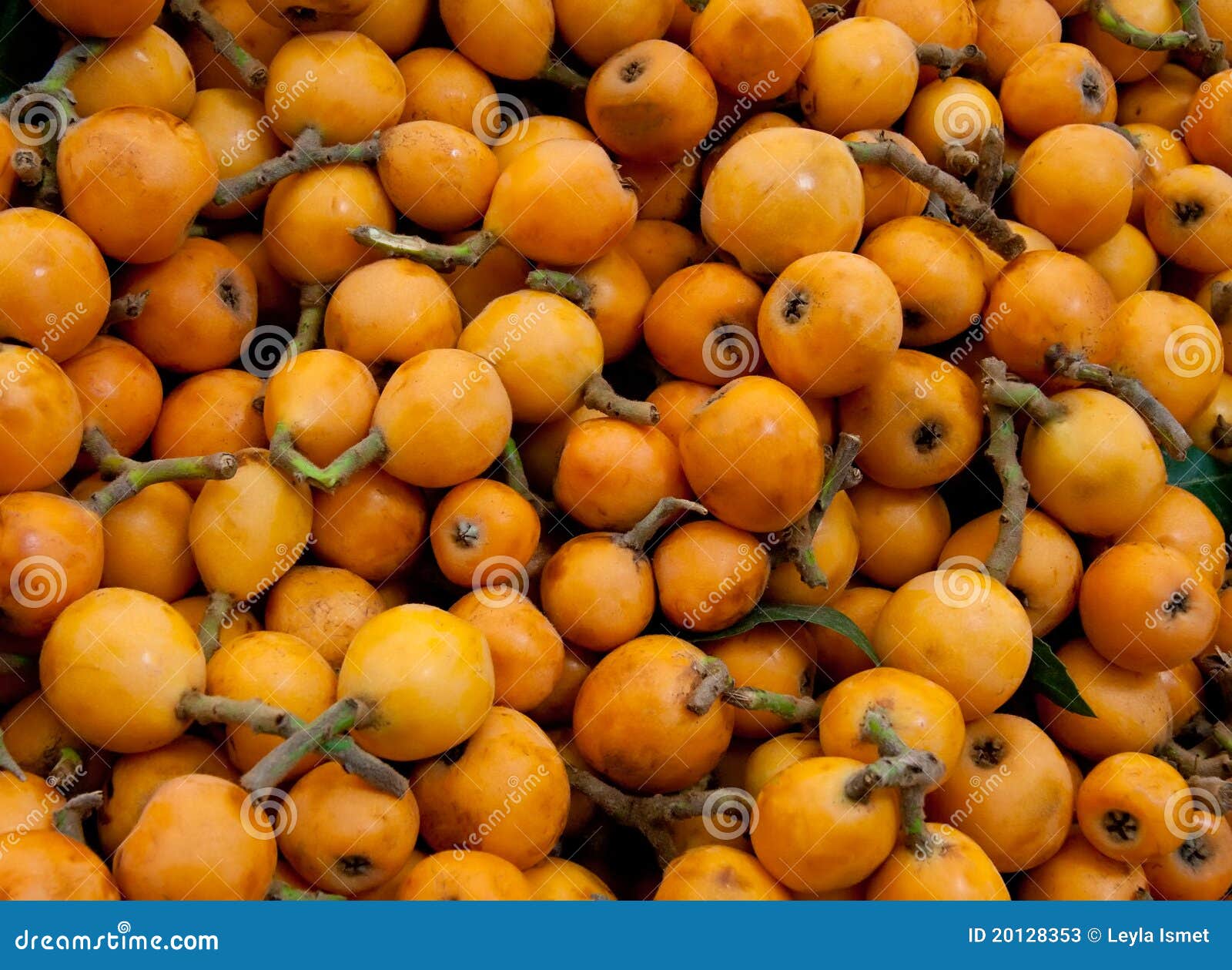 Fresh Organic Loquats stock image. Image of chinese, orange - 20128353