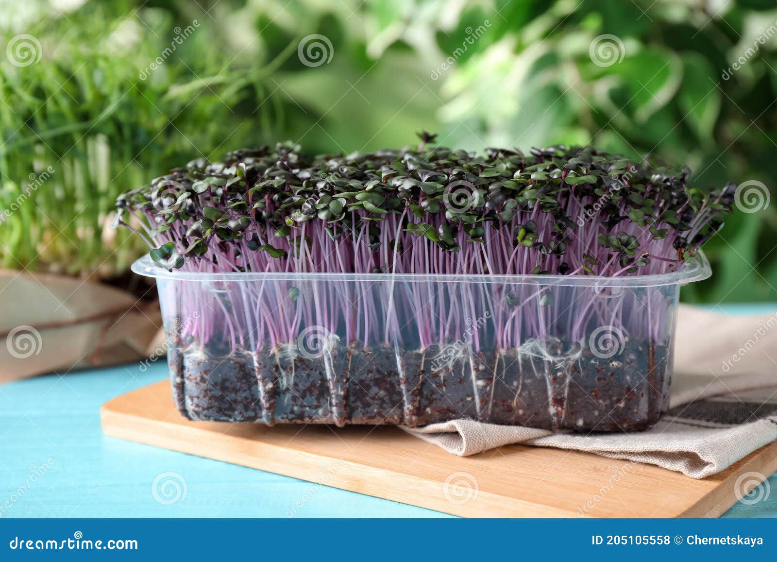 Fresh Organic Microgreen in Plastic Container on Light Blue Table Stock ...