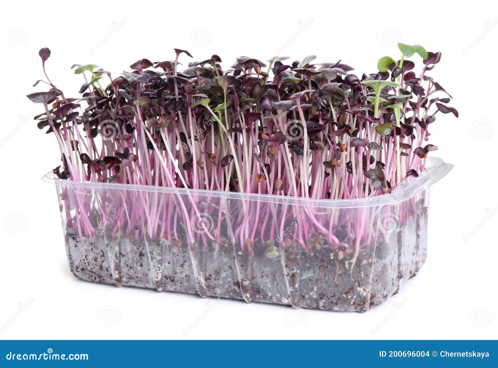 Fresh Organic Microgreen in Plastic Container on White Background Stock ...