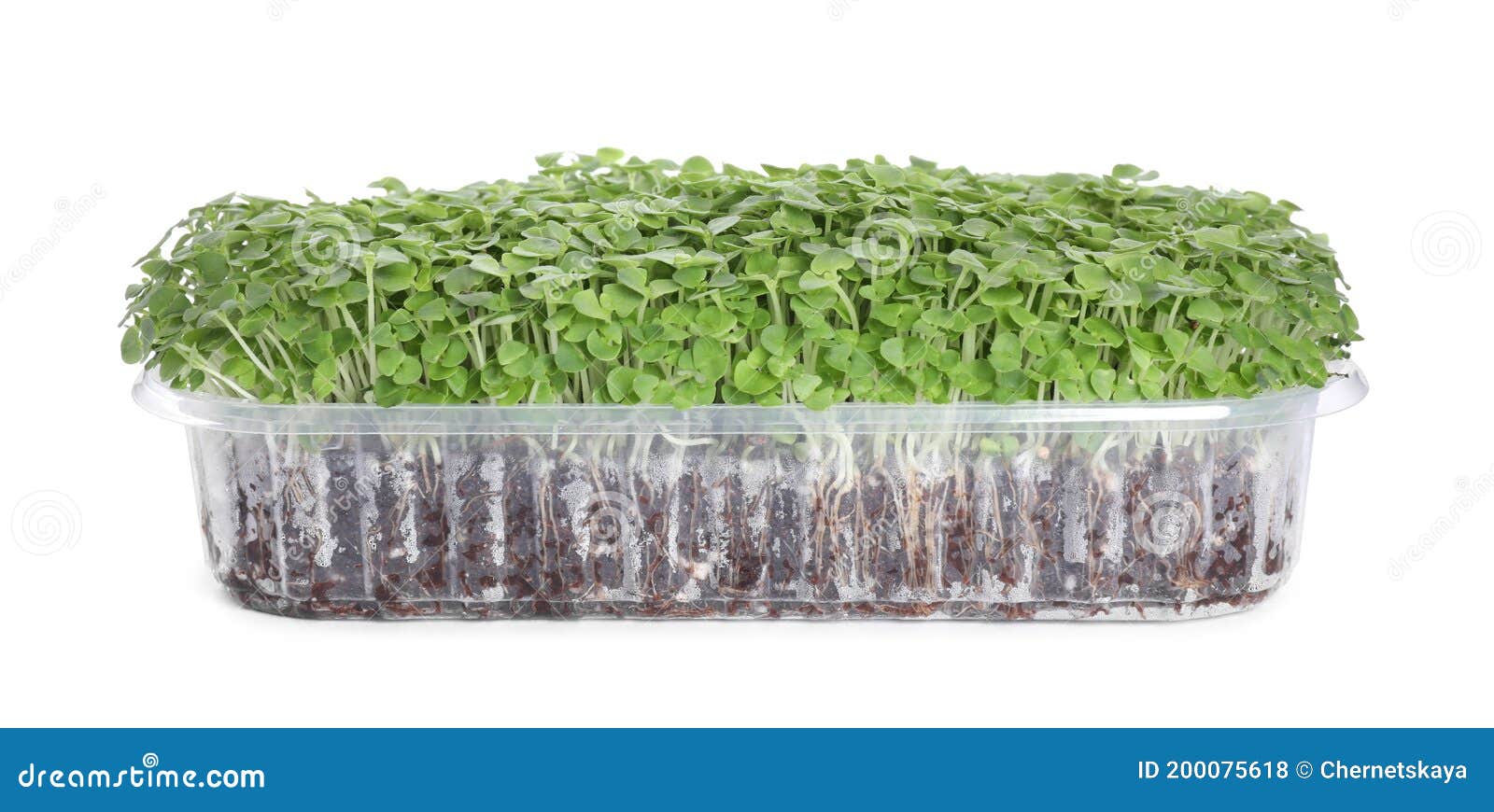 Fresh Organic Microgreen in Plastic Container on White Background Stock ...