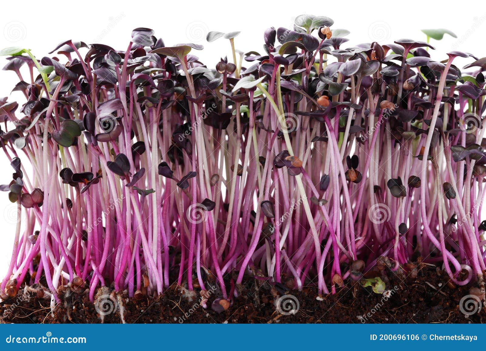 Microgreen Purple Mustard Stock Photos - Free & Royalty-Free Stock ...