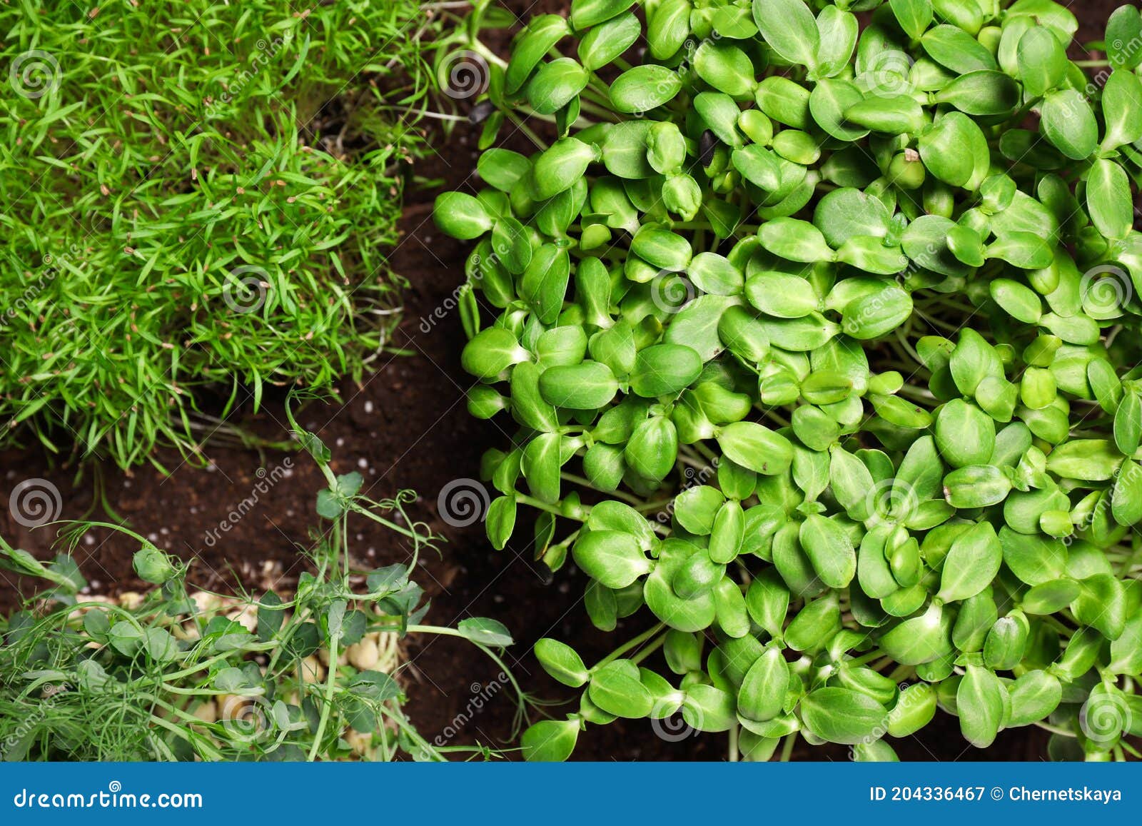Fresh Organic Microgreens Growing in Soil, Top View Stock Image - Image ...
