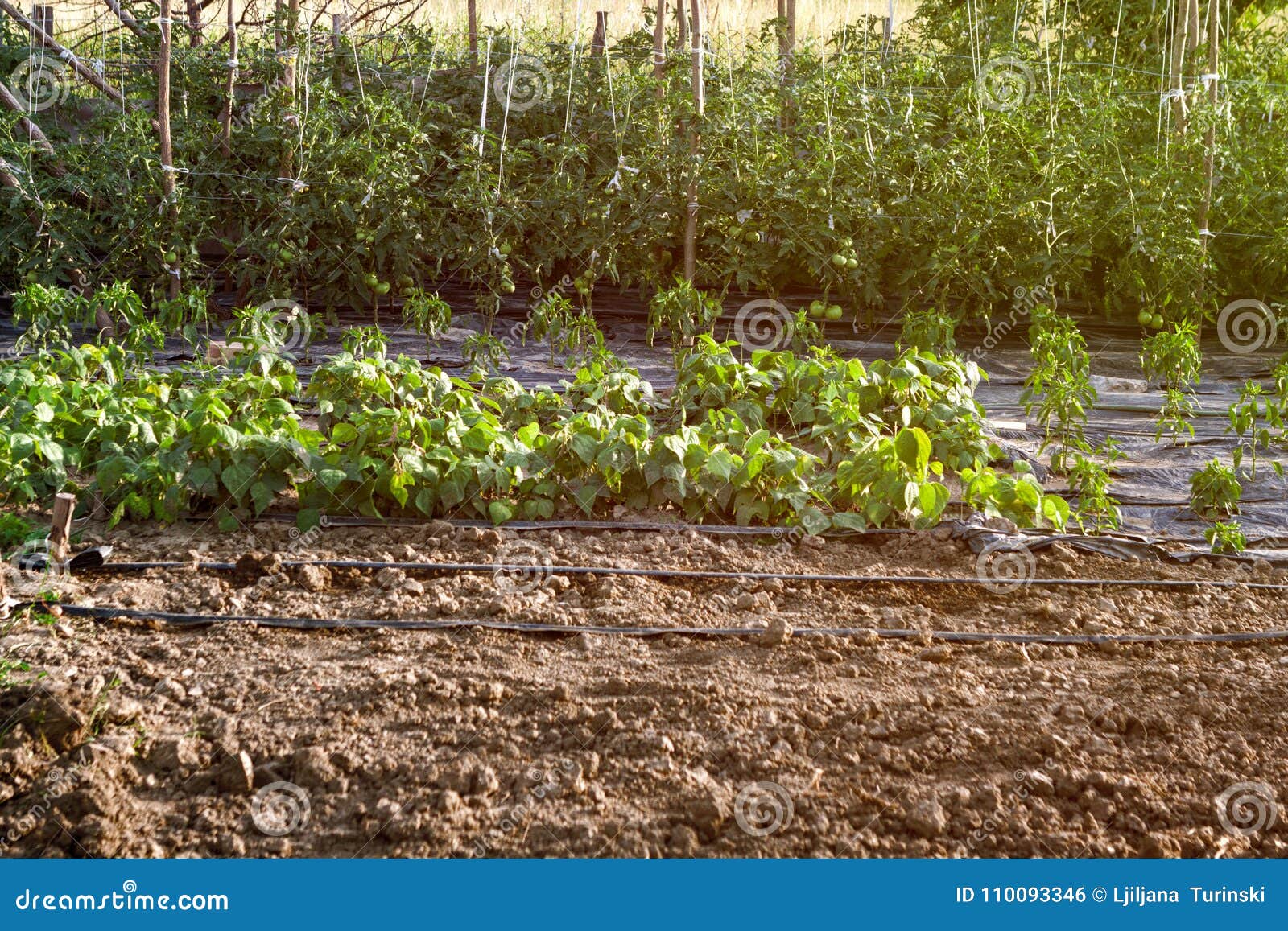 Vegetable Gardening for Beginners: The Basics of Planting: Vegetable ...