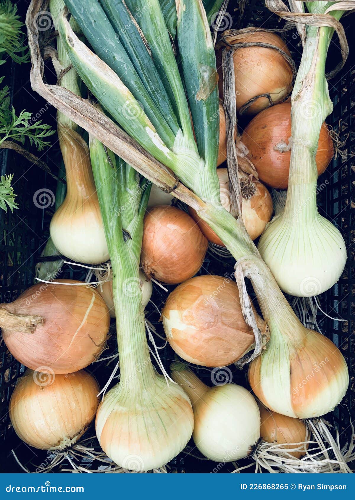 Fresh organic onions stock image. Image of cook, wilding - 226868265