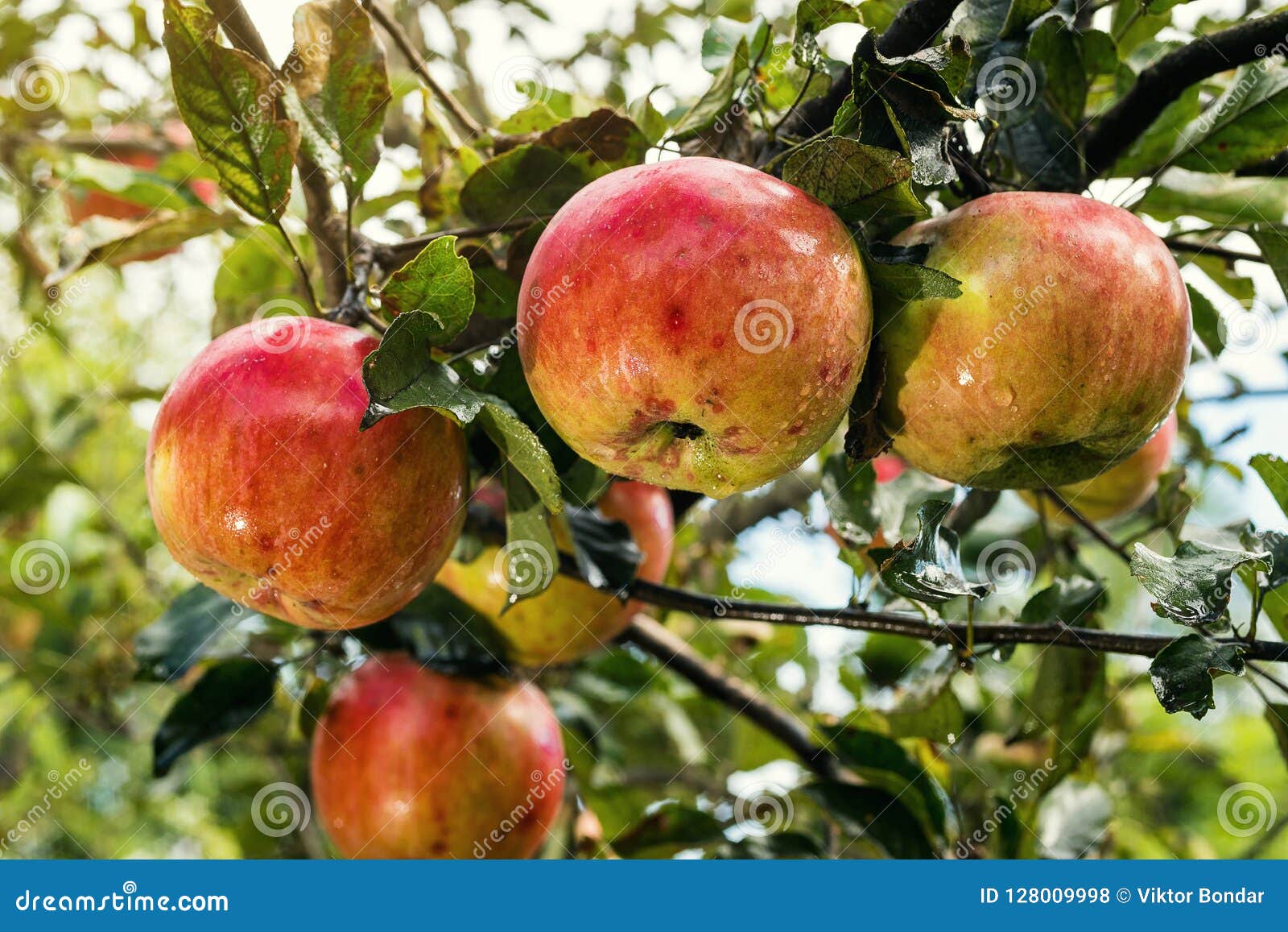 Fresh Organic Orchard Full of Riped Red Apples before Harvest Stock ...