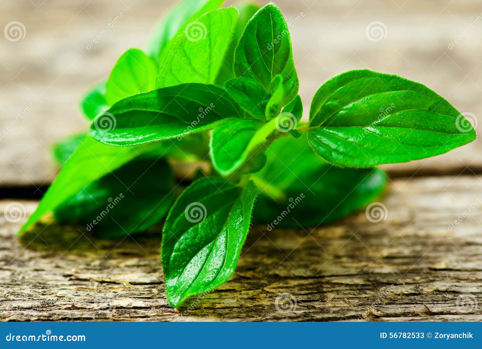 Organic Oregano Plant With Roots In Fertilized Soil Isolated On Natural ...