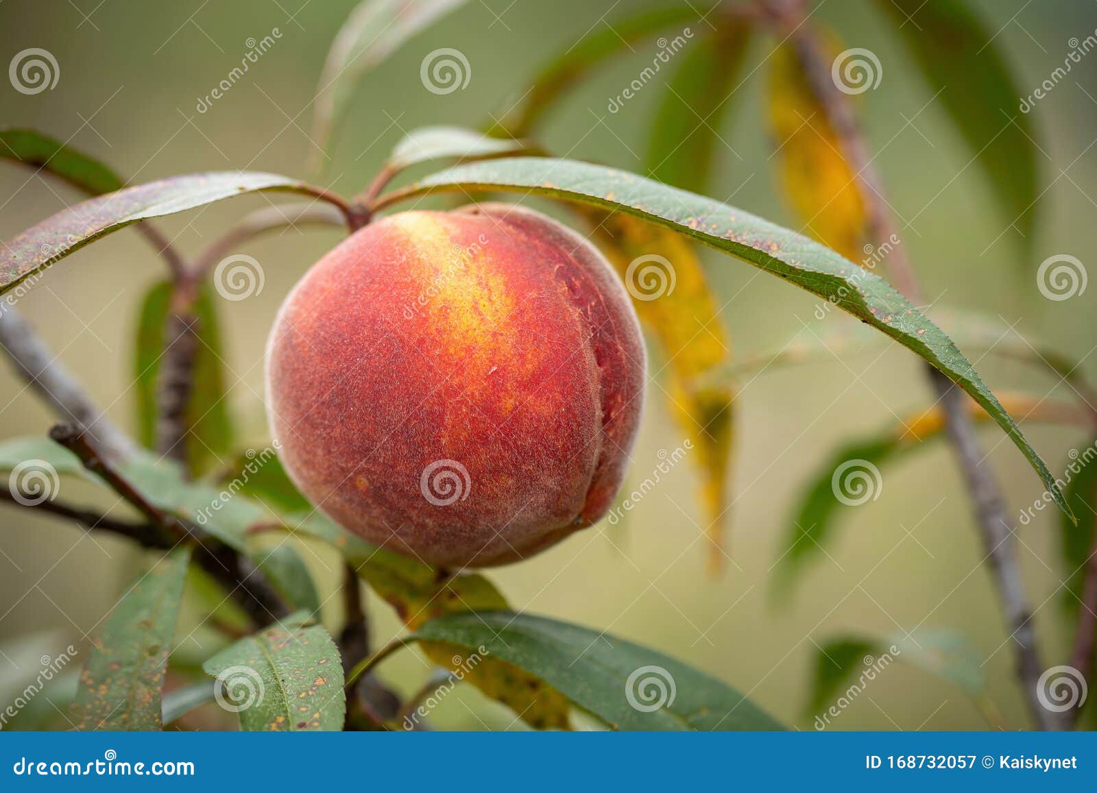 Fresh Organic Peaches on the Tree in Garden Stock Image - Image of ...