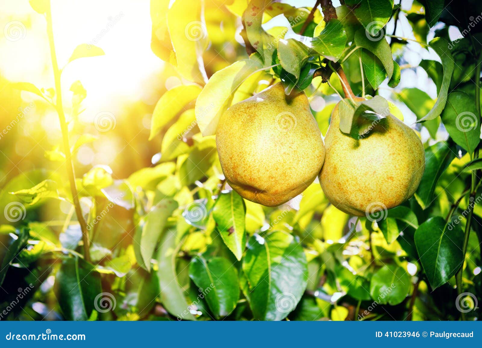 Fresh organic pears stock photo. Image of closeup, horticulture - 41023946