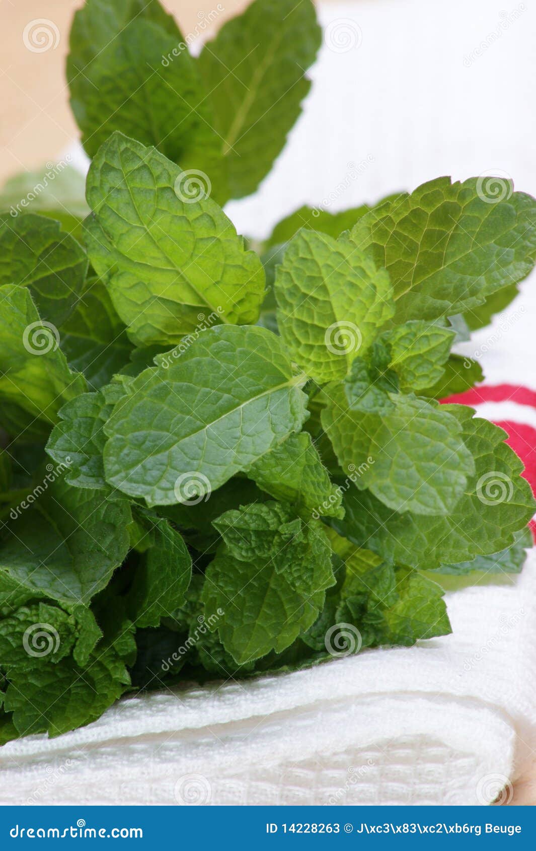 Fresh Organic Peppermint from the Garden Stock Image - Image of ...