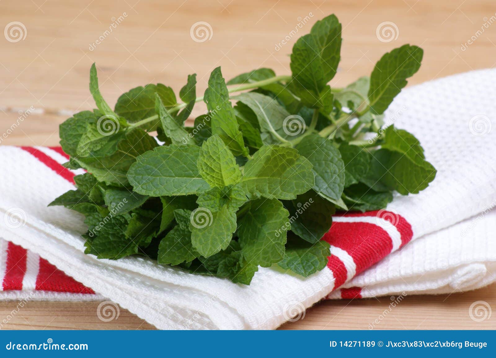 Fresh Organic Peppermint from the Garden Stock Image - Image of natural ...