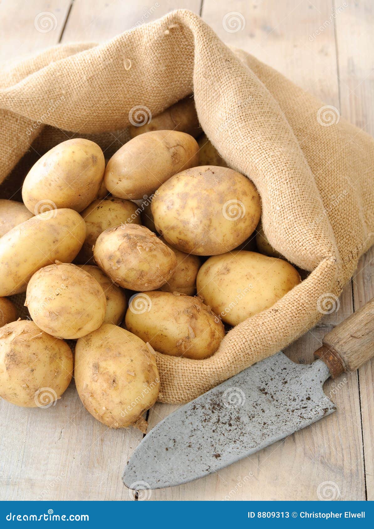 Fresh Organic Potatoes stock image. Image of nutritious - 8809313