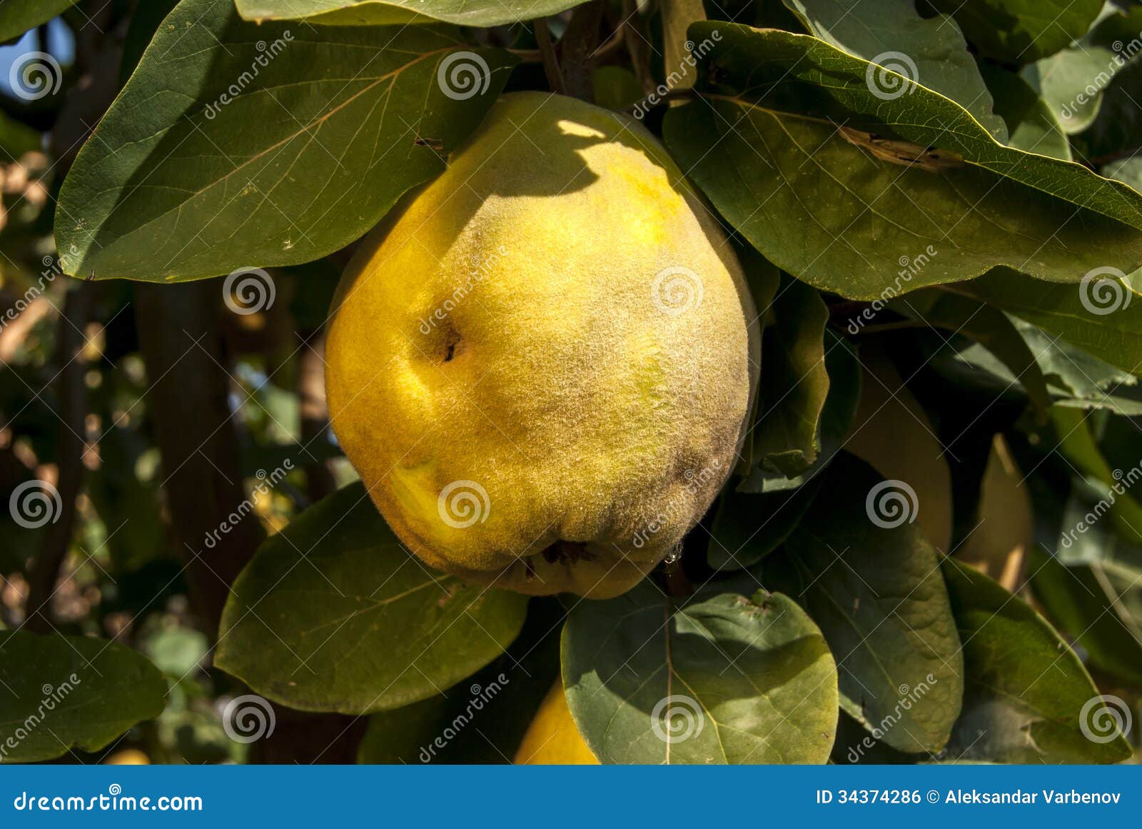 Fresh organic quince stock photo. Image of autumn, yellow - 34374286