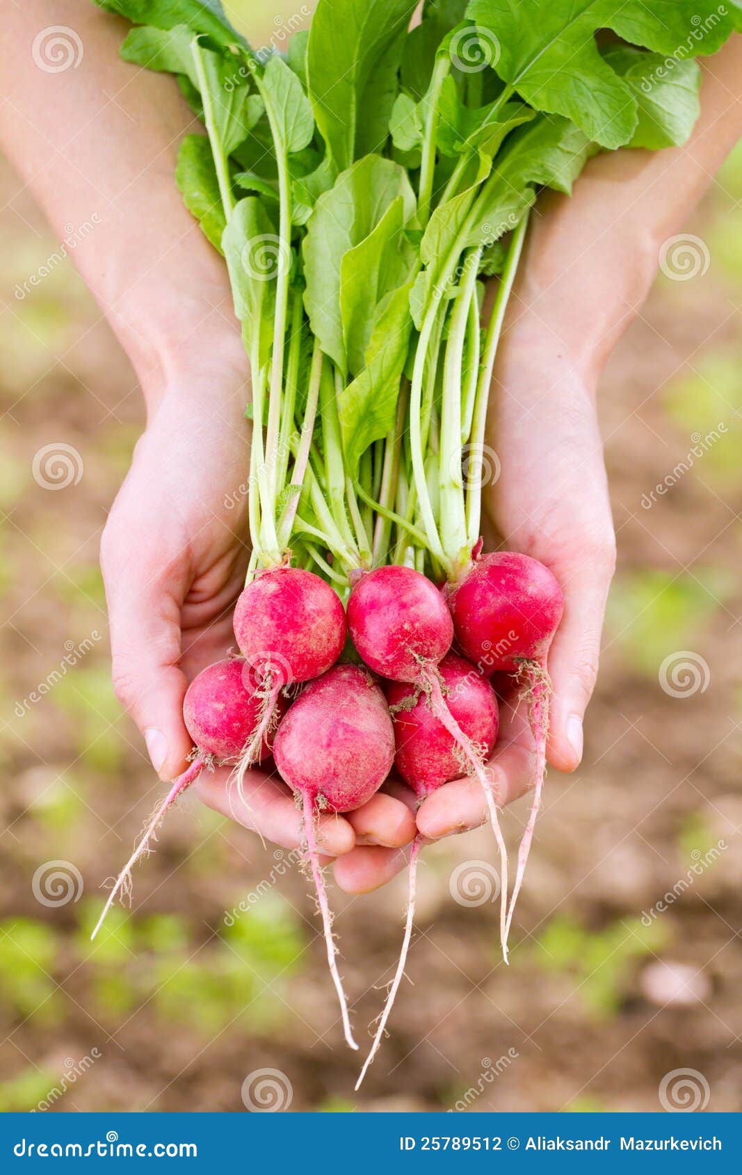 Fresh organic radish stock photo. Image of green, organic - 25789512