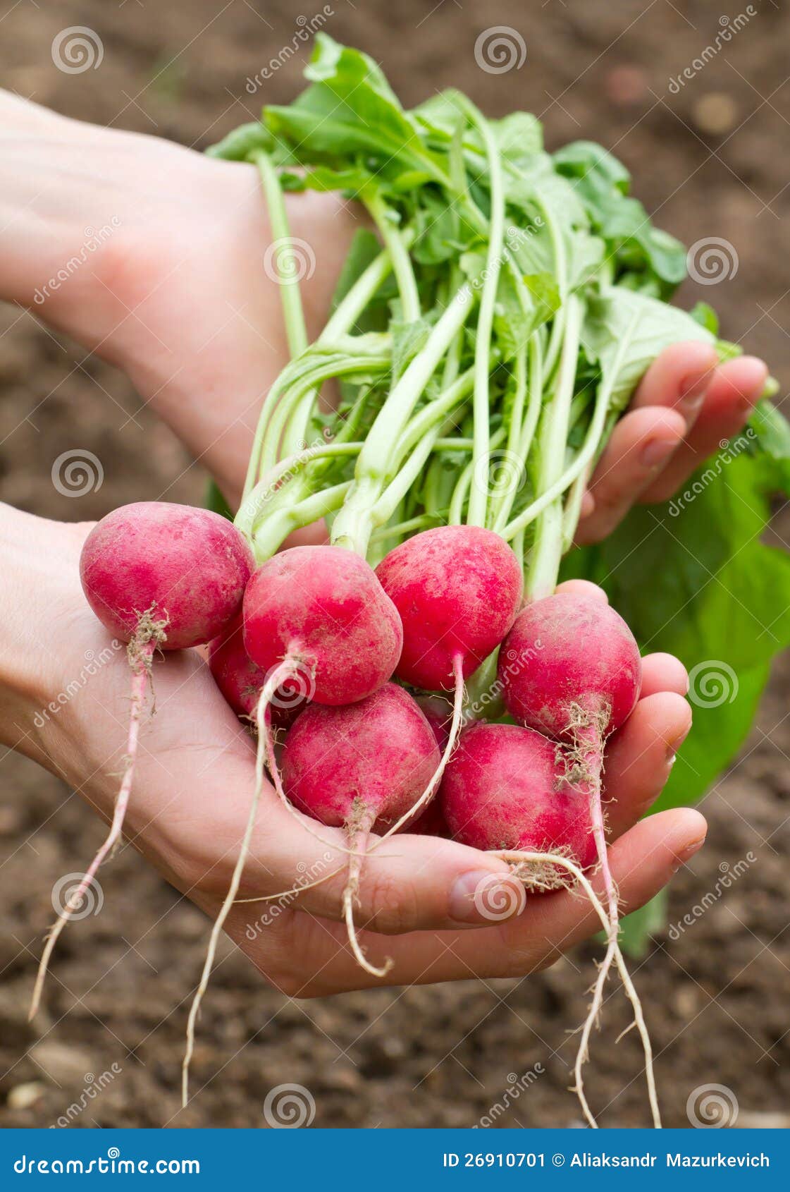 Fresh organic radish stock image. Image of farm, lifestyles - 26910701