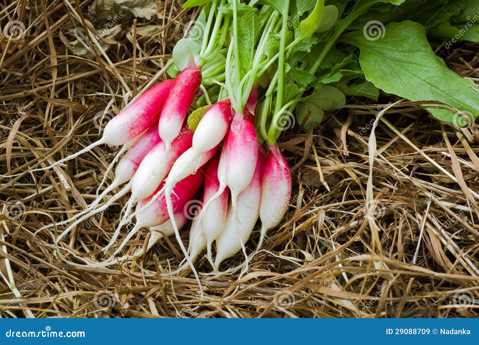Fresh organic radish stock image. Image of vibrant, radish - 29088709