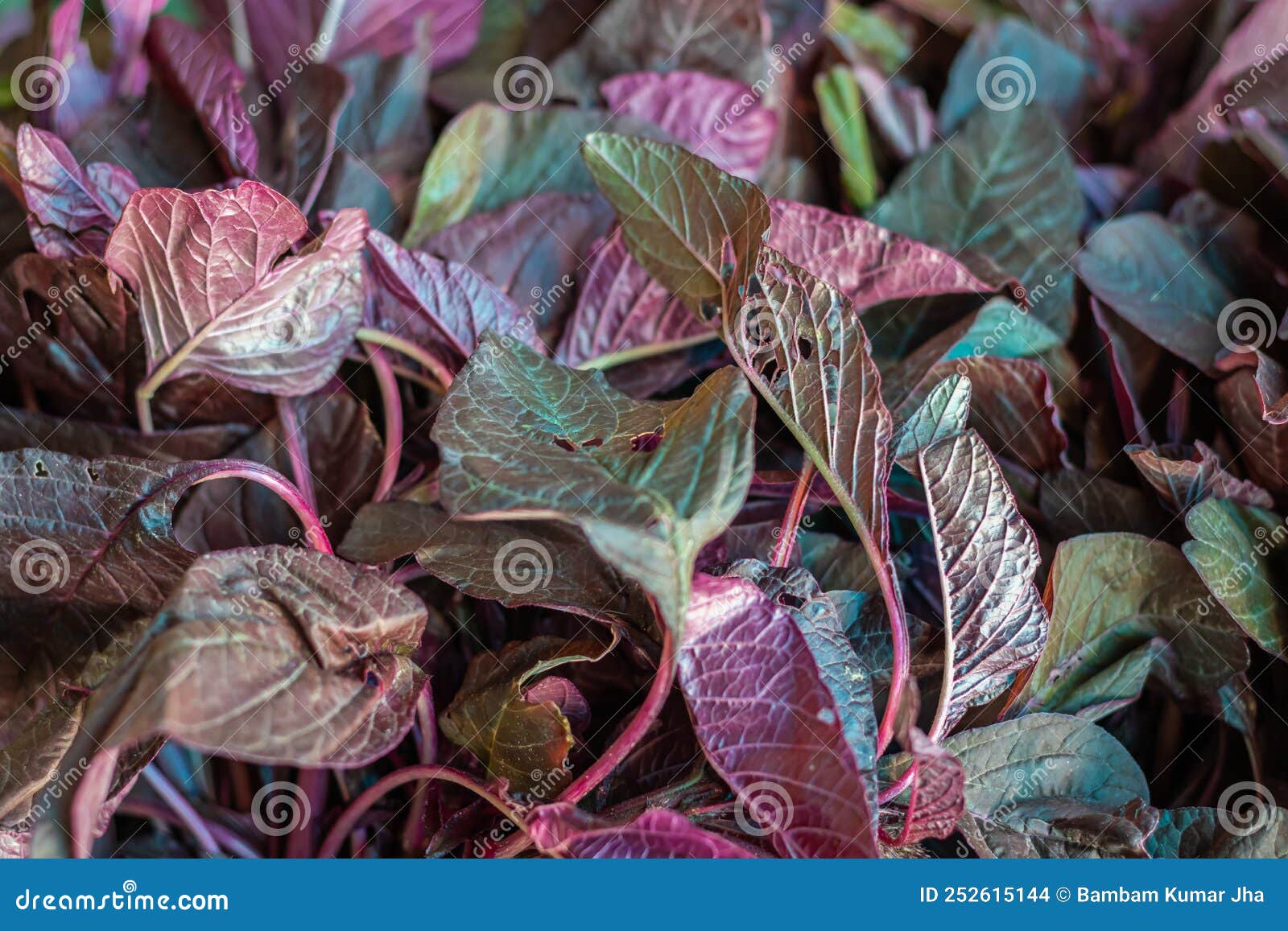 Fresh Organic Red Amaranth Spinach from Farm Close Up from Different ...
